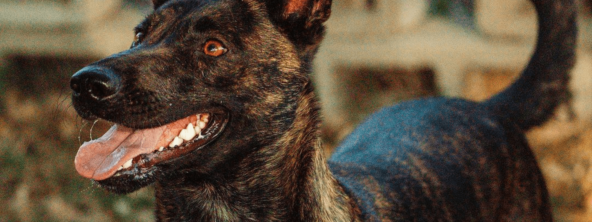 Meet the Tango K9 Anti-Poaching Unit and the Extraordinary Dogs Protec