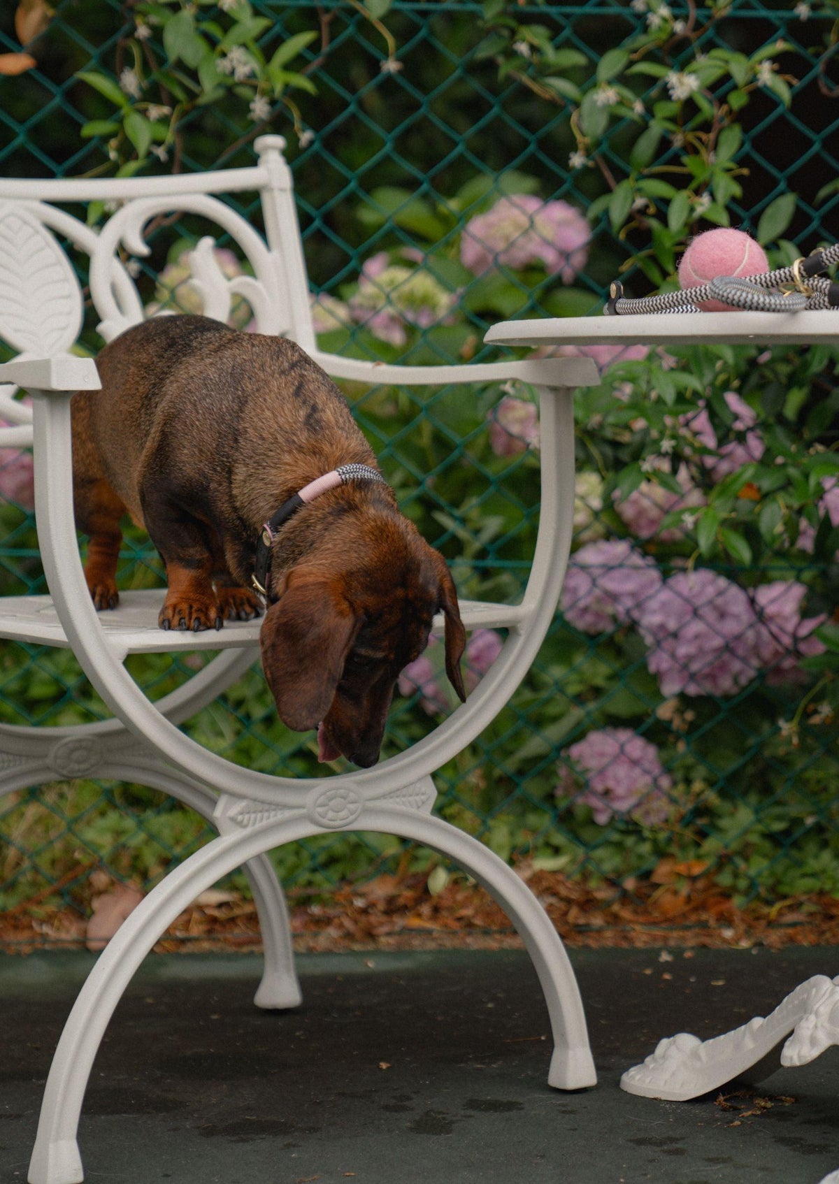 Chommies | Shop Mount Nelson x Chommies | Cape Town's Colourful Dog Company