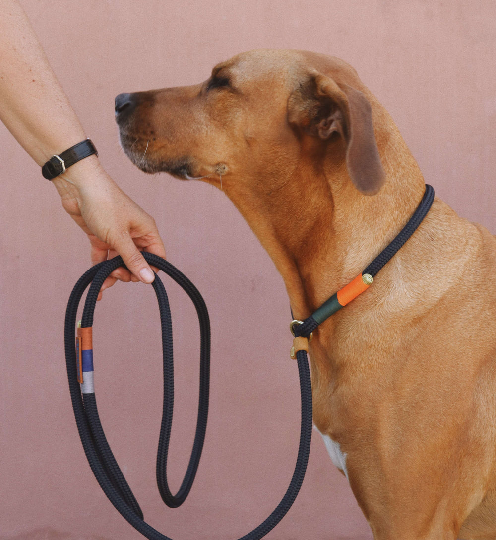 Chommies Slip-on Dog Leash | Popsicle | Cape Town's Colourful Dog Company