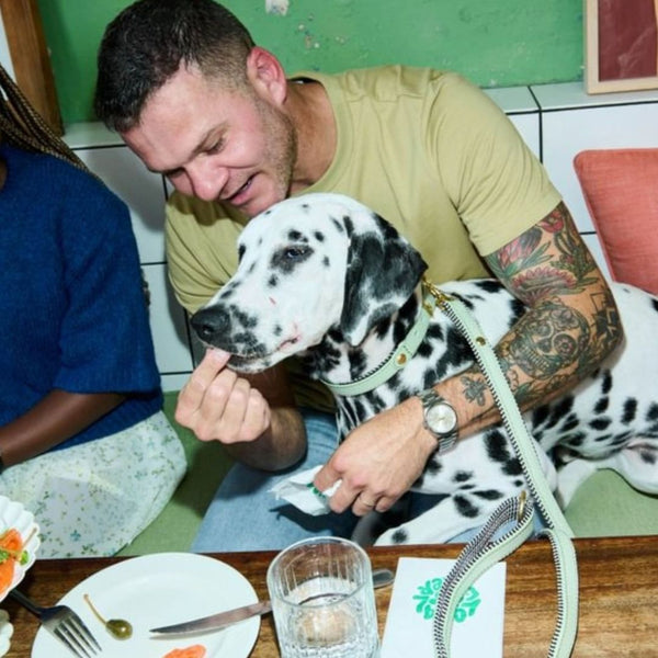 Chommies Everyday Leather Dog Leash | Buchu | Cape Town's Colourful Dog ...