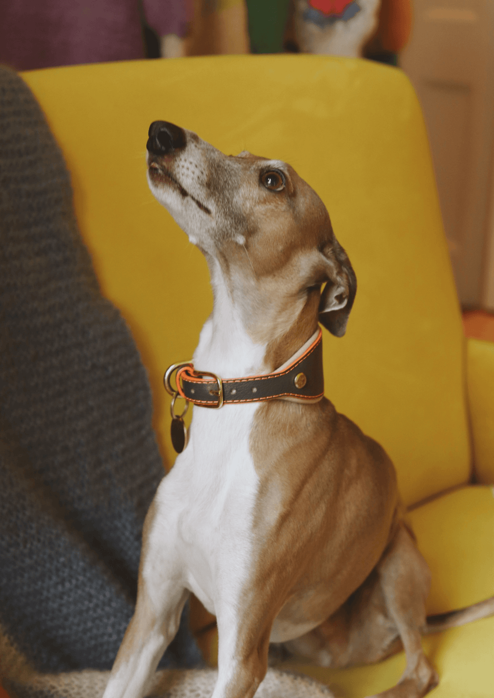 Sighthound Collars - Chommies