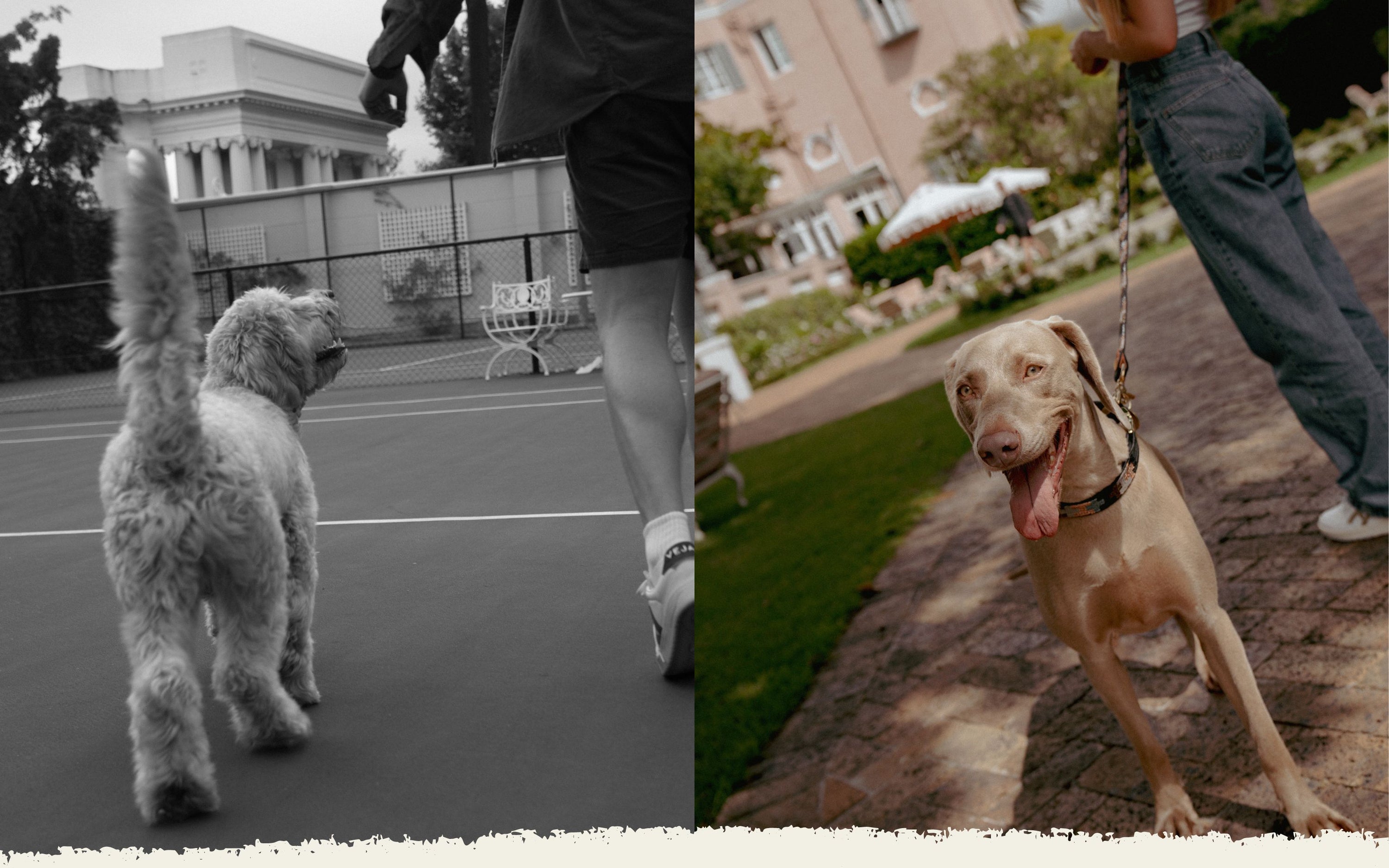 Chommies | Shop Mount Nelson x Chommies | Cape Town's Colourful Dog Company